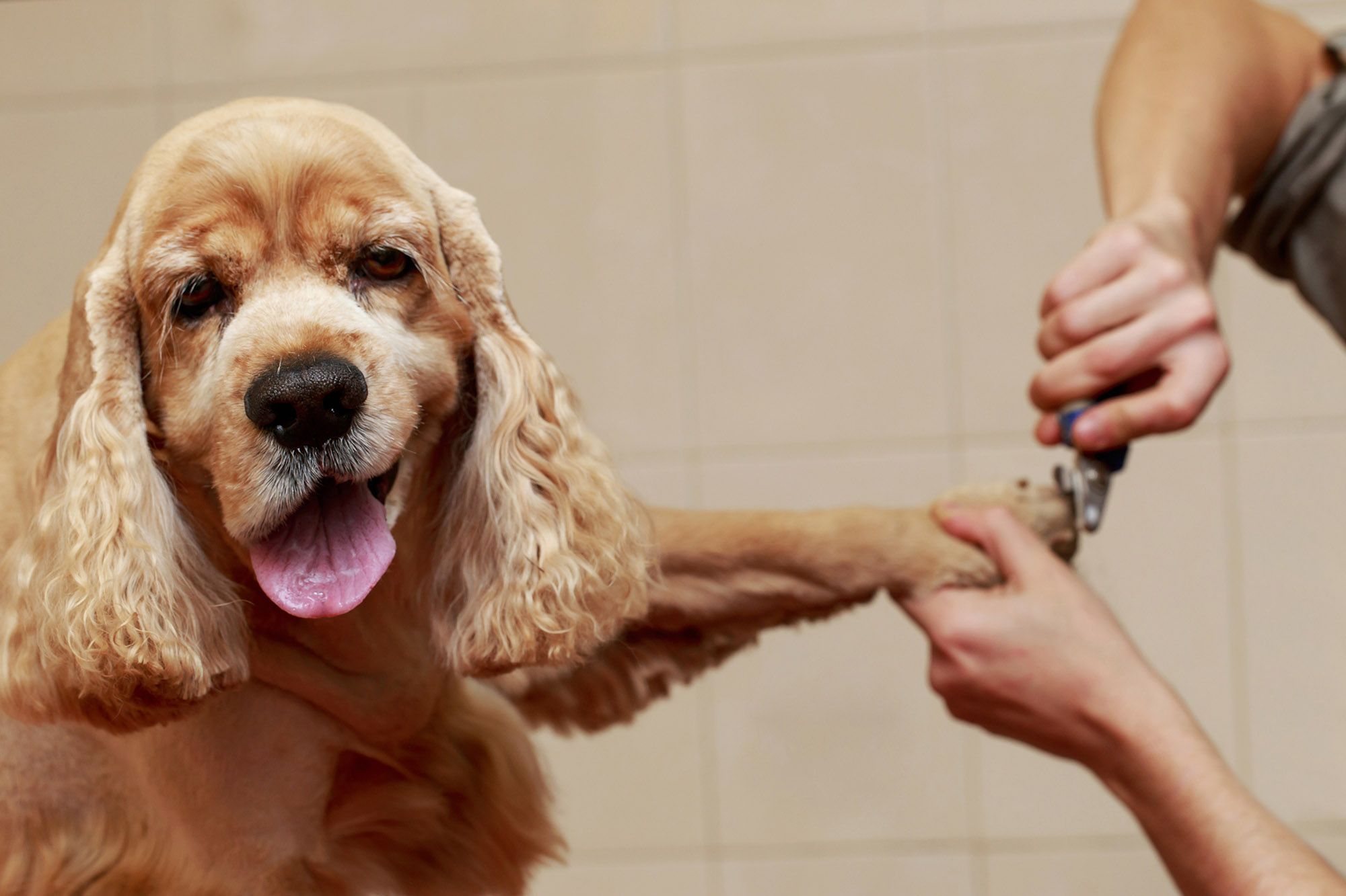 Pet Grooming Tips For Beginners SearchFly Pet Grooming Tips For Beginners SearchFly